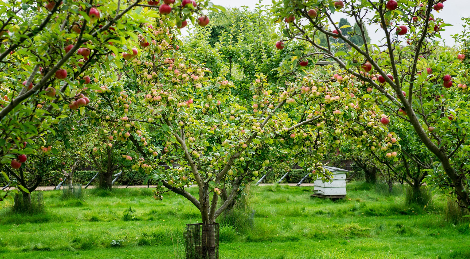 John Chapman, The Real "Johnny Appleseed" – Valhalla Tea Company